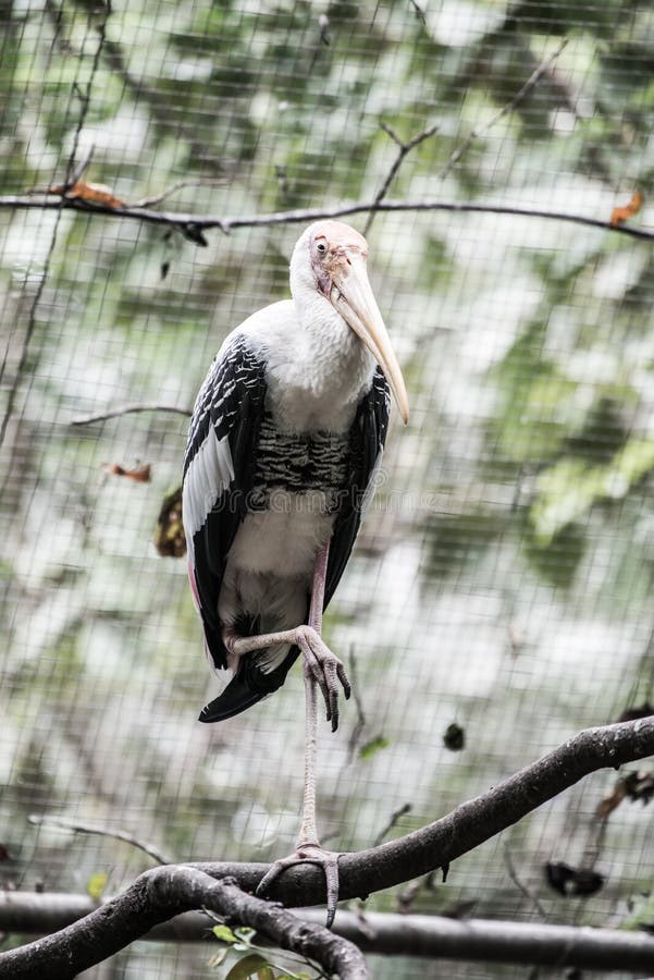 Painted stork bird stock image. Image of tropical, beak - 248298369