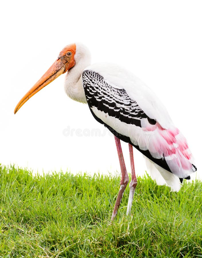 Painted stork bird stock photo. Image of bird, india - 35299388