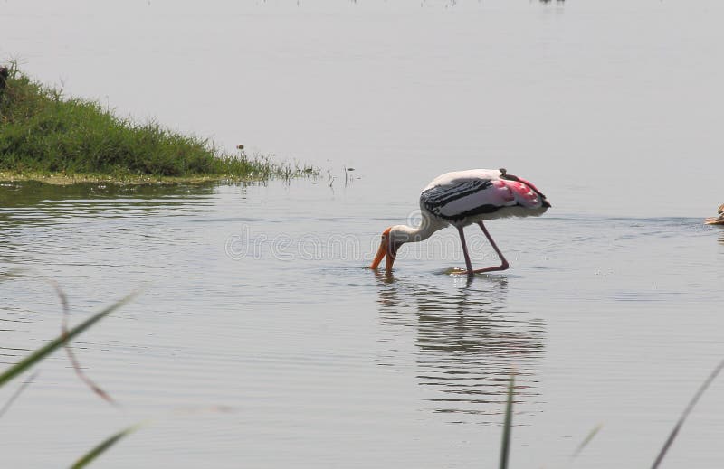 Painted stork bird stock photo. Image of fish, migratory - 49958696