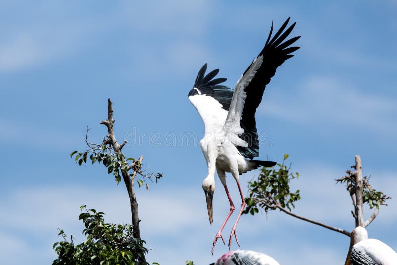 Painted Stork Birds Beautiful of Fly in Sky Exotic Creatures Stock ...