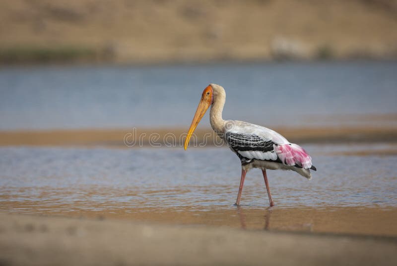 Painted Stork at Chambal,Rajasthan,India Stock Photo - Image of gharial ...