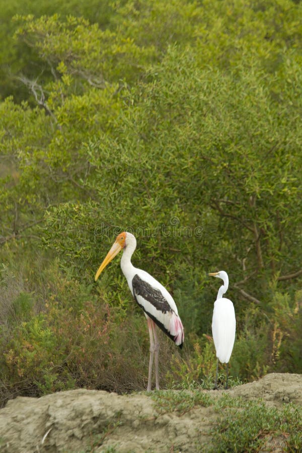 Painted Stork and Chinese Egret Stock Photo - Image of natural, legs ...