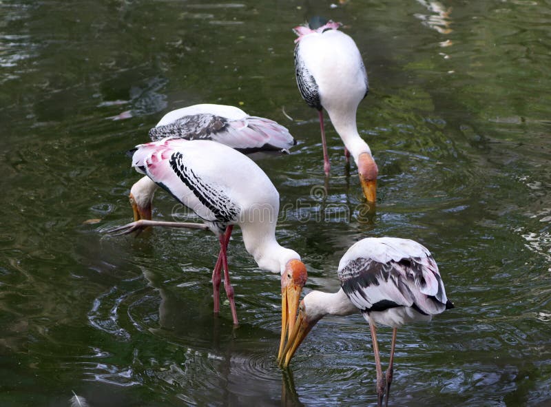 Painted Stork Cranes Looking for Prey in the Water. in the Dim ...