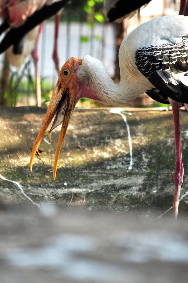 Painted stork stock image. Image of animal, india, life - 38953989