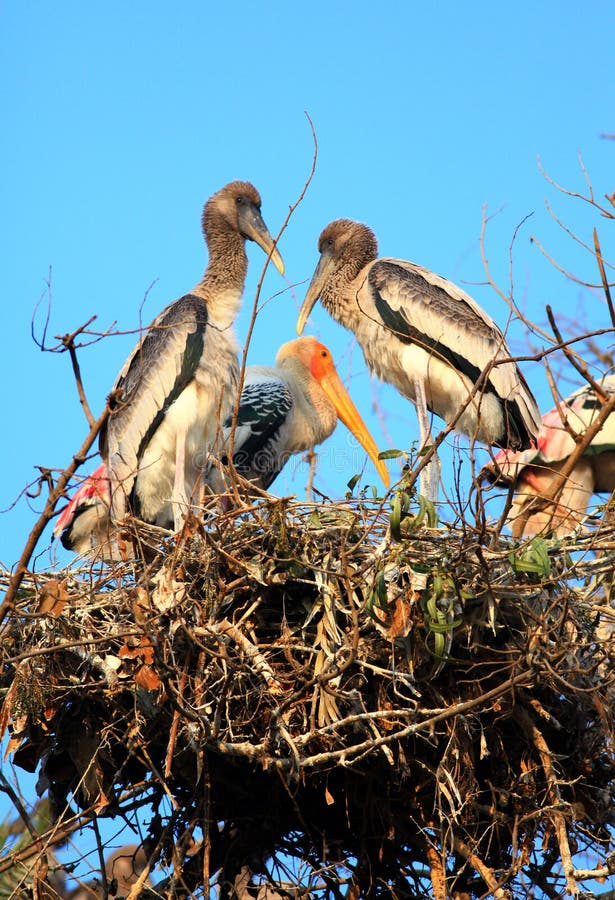 Painted stork family stock photo. Image of outdoors, parents - 17415986