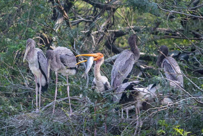 Painted Stork Feeding Chick Live Fish on Nest Editorial Photography ...