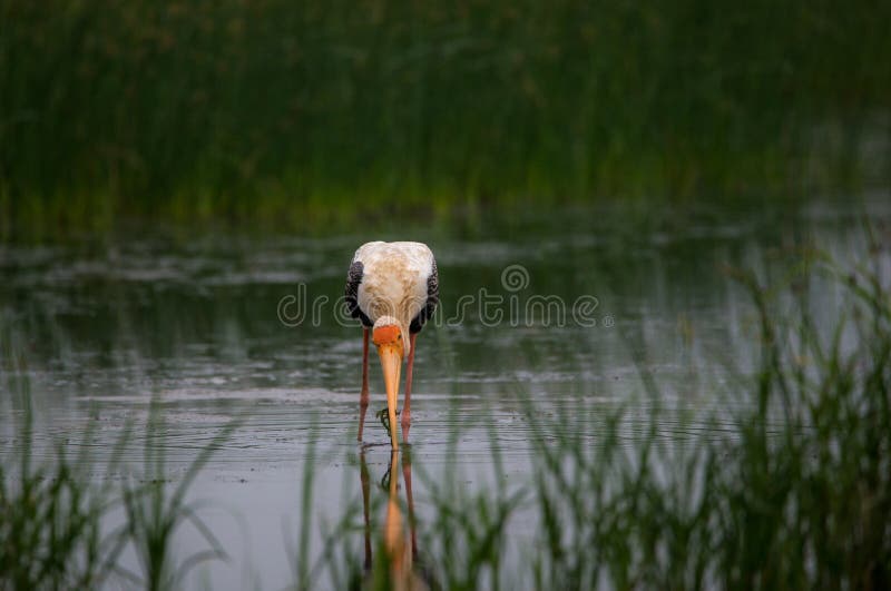 Painted stork with Fish stock photo. Image of bird, beaks - 98554934