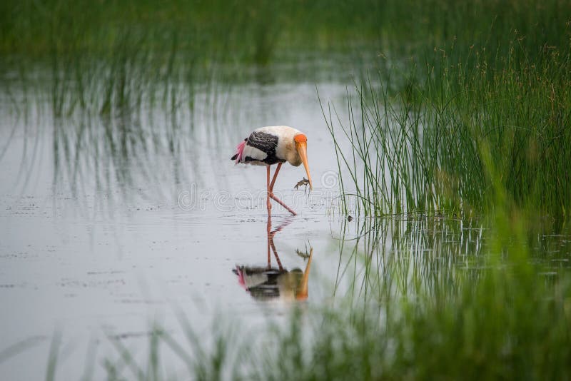 Painted Stork with Fish stock photo. Image of feathers - 99030780