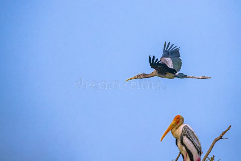 A painted stork flying stock photo. Image of water, wing - 284178236