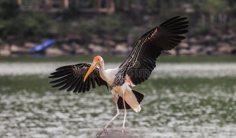 Painted Stork with Heavy Yellow Beak in Flight Under the Water Stock ...