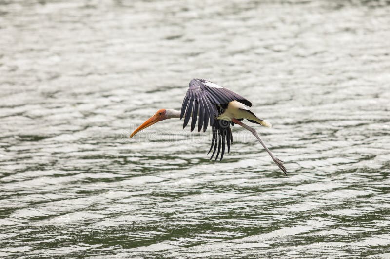 Painted Stork with Heavy Yellow Beak in Flight Under the Water Stock ...