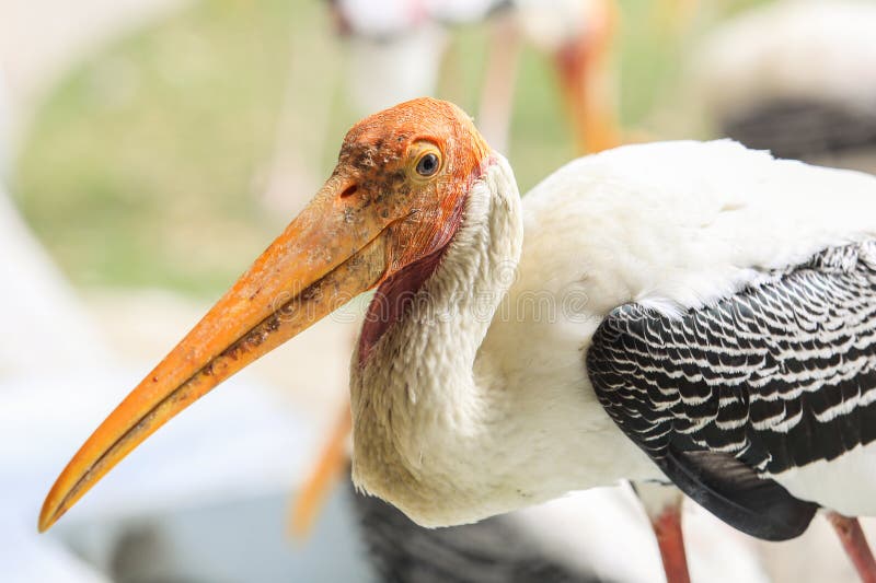 Painted Stork with Heavy Yellow Beak Stock Photo - Image of mycteria ...