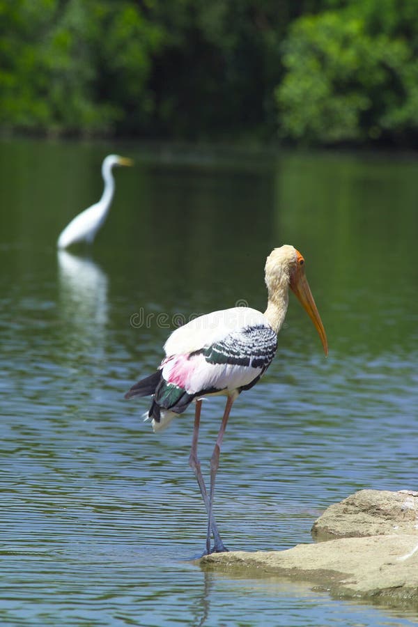 Painted Stork stock photo. Image of freshwater, asian - 7881098