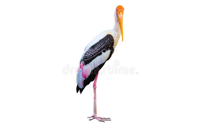 Stork Billed Stock Illustrations – 70 Stork Billed Stock Illustrations ...