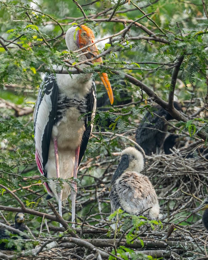 A Painted Stork with Its Juvenile Stock Photo - Image of building, head ...