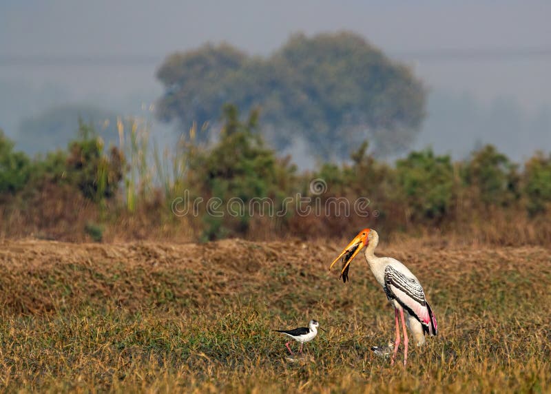 Painted Stork with a kill stock photo. Image of india - 235100108