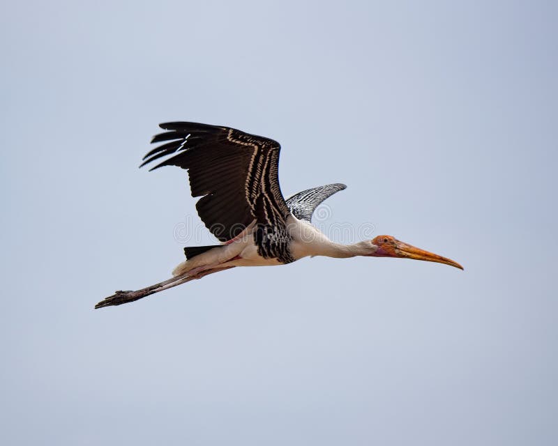 Painted stork stock photo. Image of huge, copy, asia - 163496302