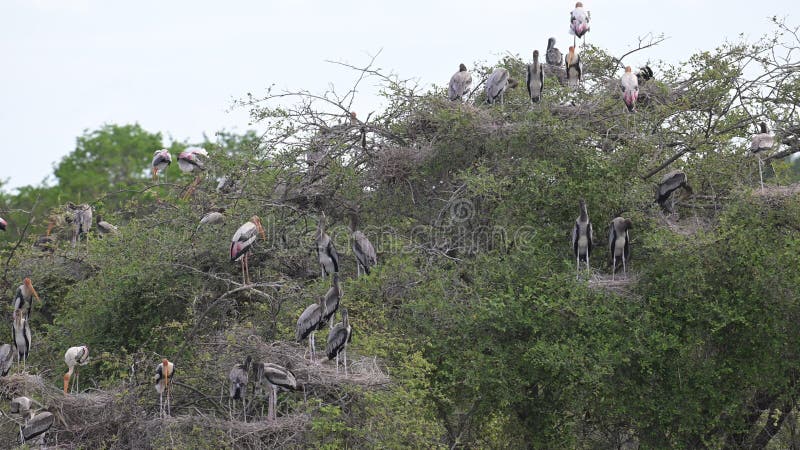 Painted Stork Nesting Colony. Stock Video - Video of nest, relaxation ...
