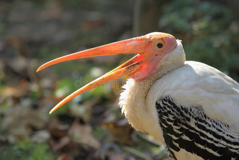 Painted stork stock image. Image of nature, bird, wader - 34543635
