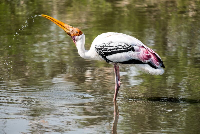 Painted Stork stock photo. Image of color, leucocephala - 112665388