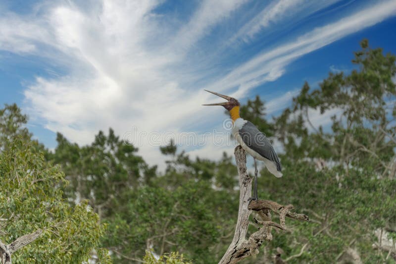 Painted Stork stock photo. Image of animal, beauty, mycteria - 273655058