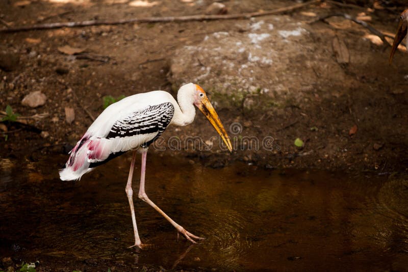 Painted Stork/Painted Stork Walk in the Water. Stock Image - Image of ...