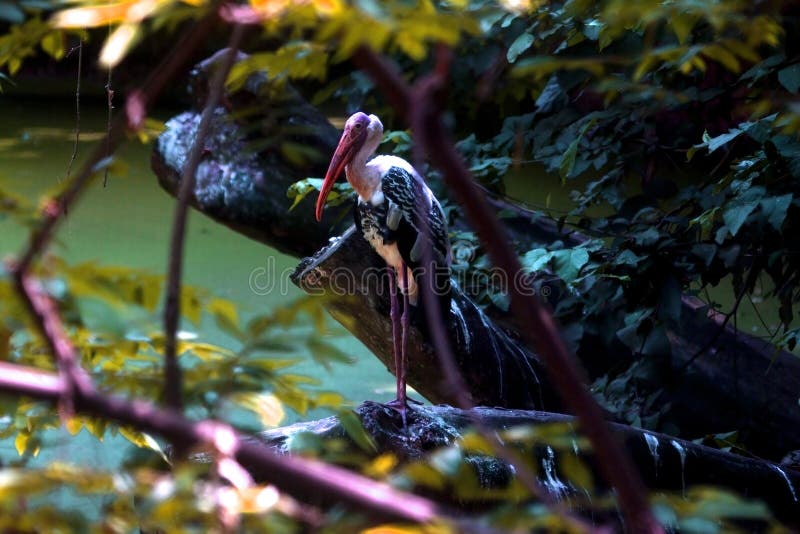 Painted Stork Perched on Tree Branch Stock Photo - Image of avian ...