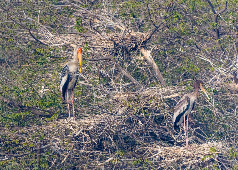 A Painted Stork Resting in Nest Stock Image - Image of wild, head ...