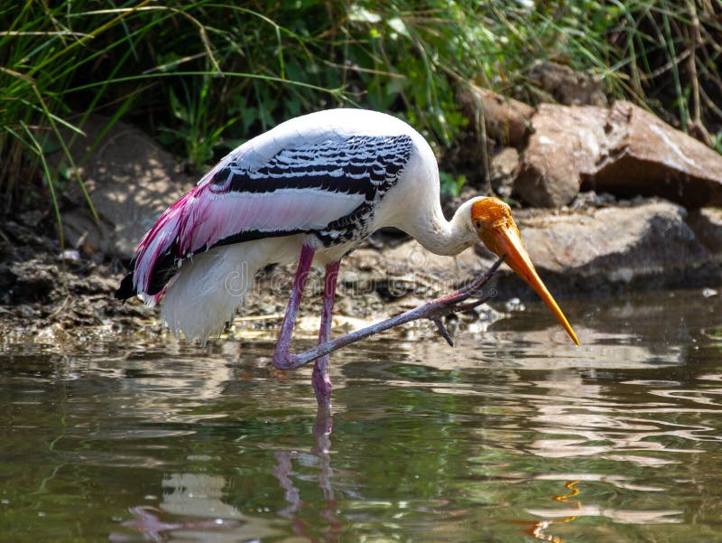 A Painted Stork Sitting in a River Scratching it S Ear Stock Image ...