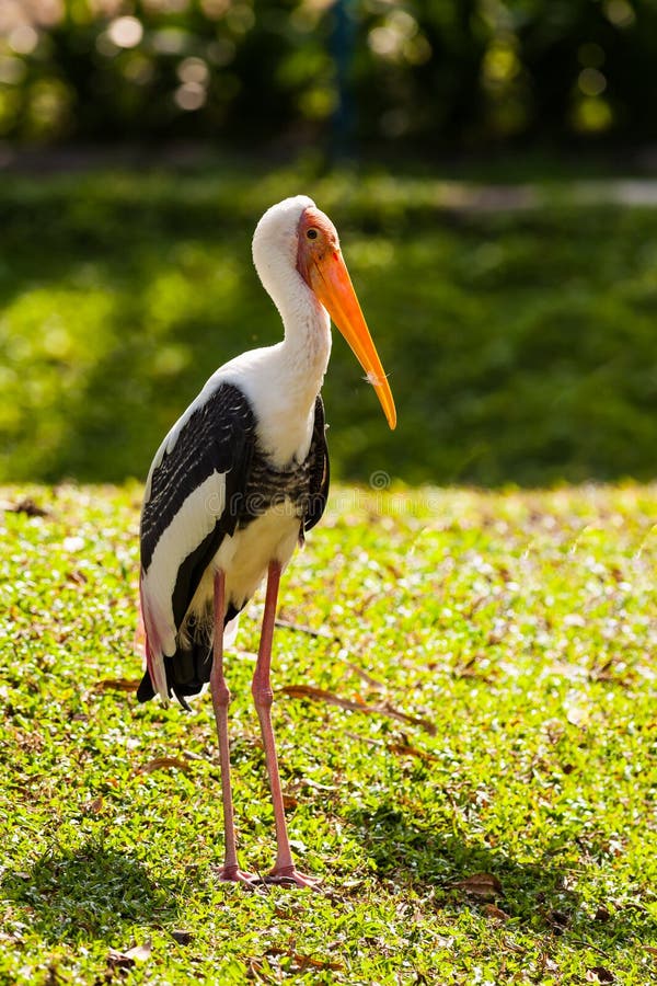 Painted stork stock image. Image of grass, stand, avian - 32964103