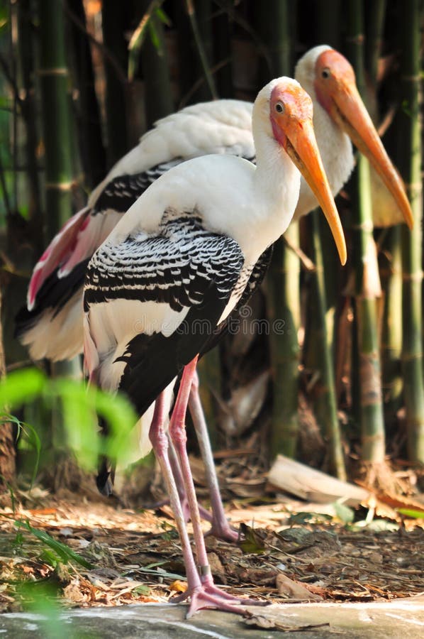 Painted Stork stock photo. Image of outdoor, head, forest - 36280058