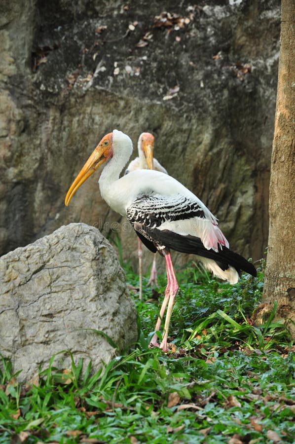 Painted Stork stock photo. Image of beauty, forest, national - 36792336