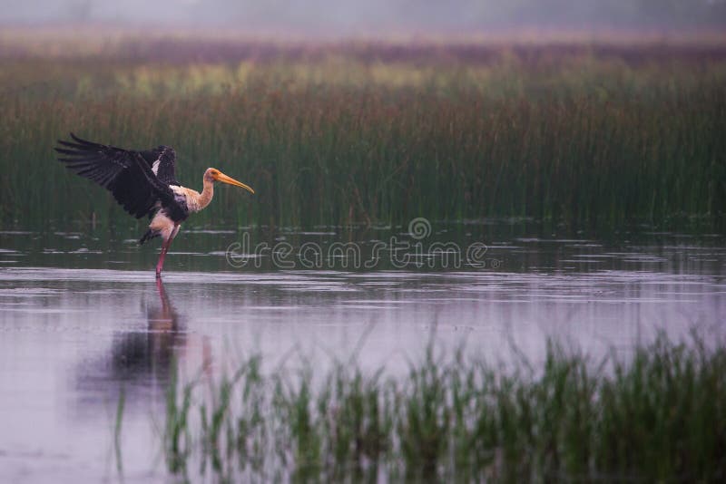 Painted Stork Stretch stock photo. Image of legs, habitat - 101162752