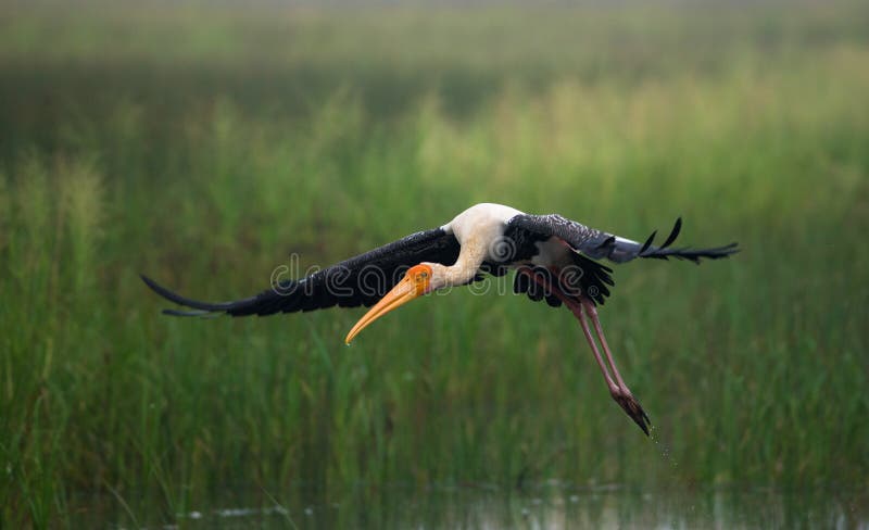 Painted Stork take off stock photo. Image of flight - 101162932