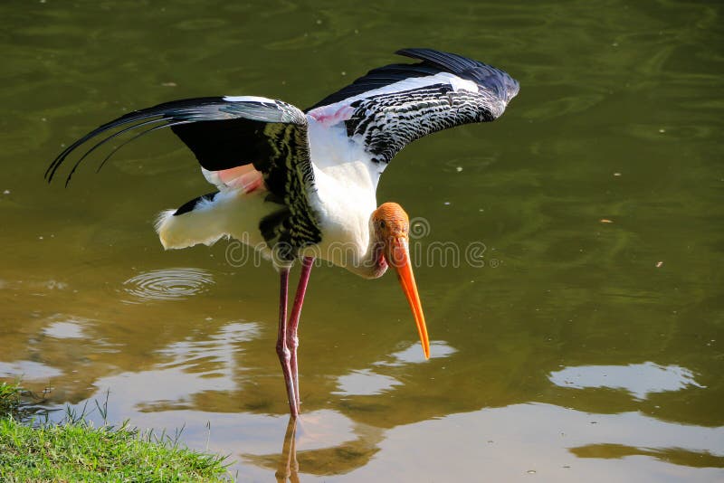 Painted Stork stock photo. Image of asia, pond, wildlife - 102369700