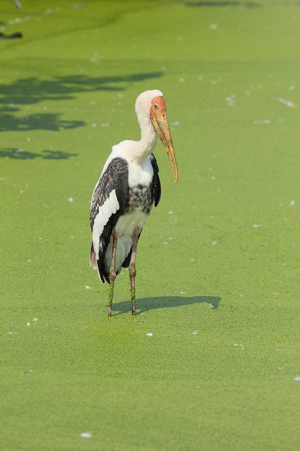 Black And White Checkered Marble Floor Pattern Stock Photo - Image of ...