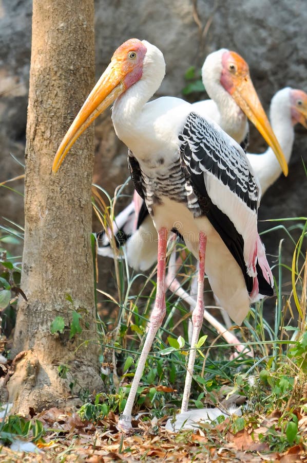 Painted Stork stock photo. Image of family, forest, grass - 29999194