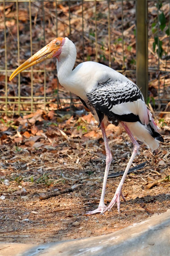 Painted Stork stock photo. Image of family, asia, feeding - 29999332