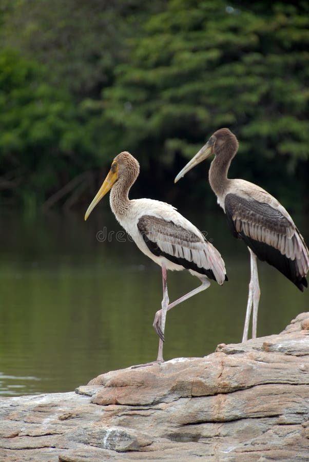Painted storks stock image. Image of bill, exotic, beak - 26421867