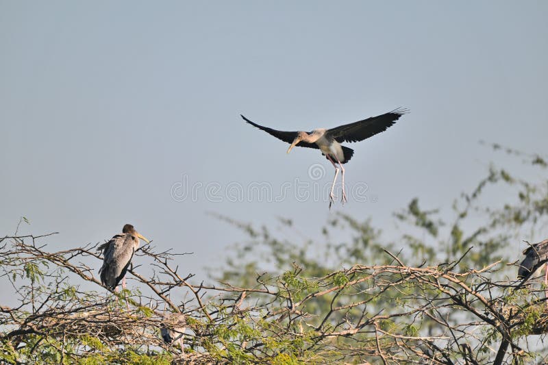 Painted Storks in Nesting Action Stock Photo - Image of shorebird ...