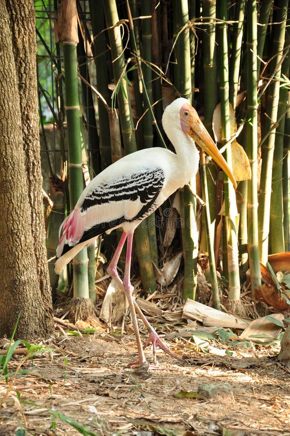 Painted strok stock image. Image of reflexion, head, lake - 56736613