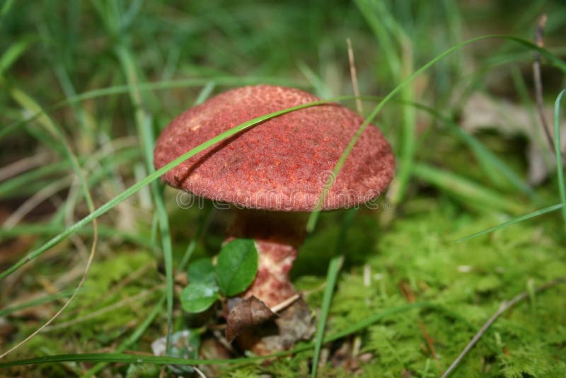 Painted Suillus stock image. Image of sullus, woods, boletaceae - 10924003