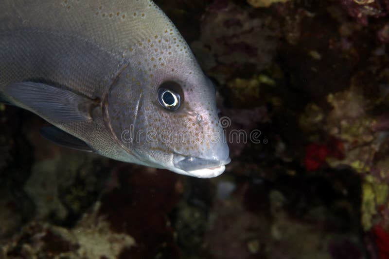 Painted sweetlips stock photo. Image of nature, ocean - 11435588