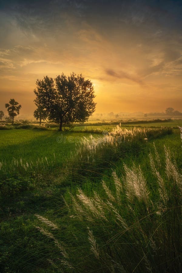 Painted Tree Growing in Greenery Field during Sunset Stock Photo ...