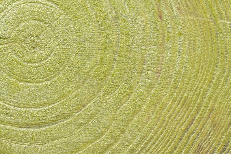 Painted tree. stock photo. Image of multicolored, floor - 237139562