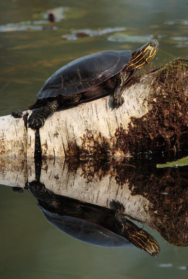 Turtle looking up stock image. Image of warming, terrarium - 1501501