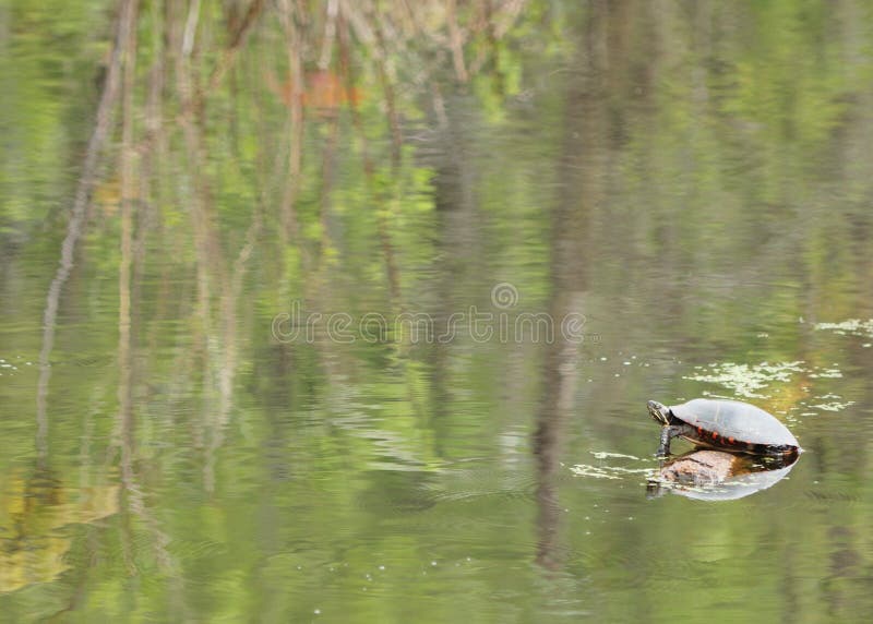 Painted Turtle stock photo. Image of fauna, perched, space - 19678628