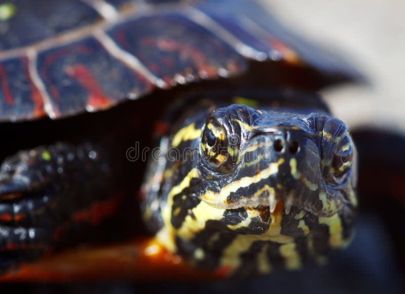 Painted Turtle stock image. Image of tortoise, nostrils - 19758767