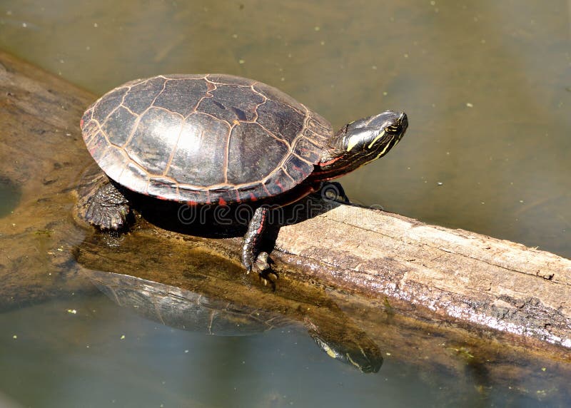 Florida Redbelly Turtle (Pseudemys Nelsoni) Stock Photo - Image of ...