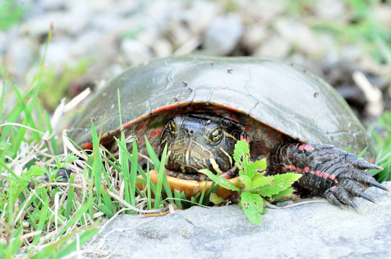 Painted Turtle stock image. Image of outdoors, turtle - 24988327